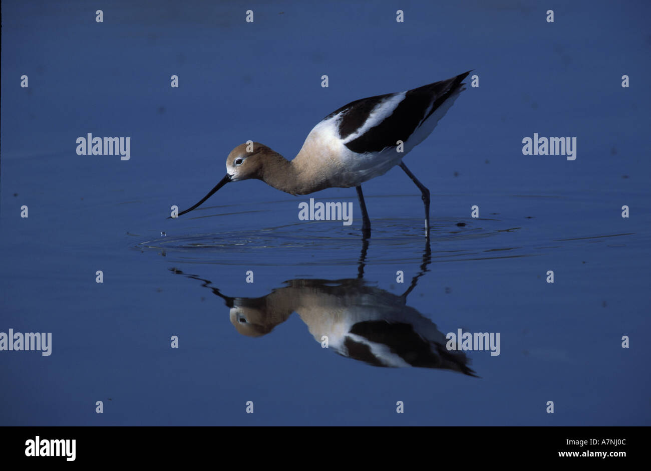 Male American Avocet, salt water pool, Antelope Island State Park ...