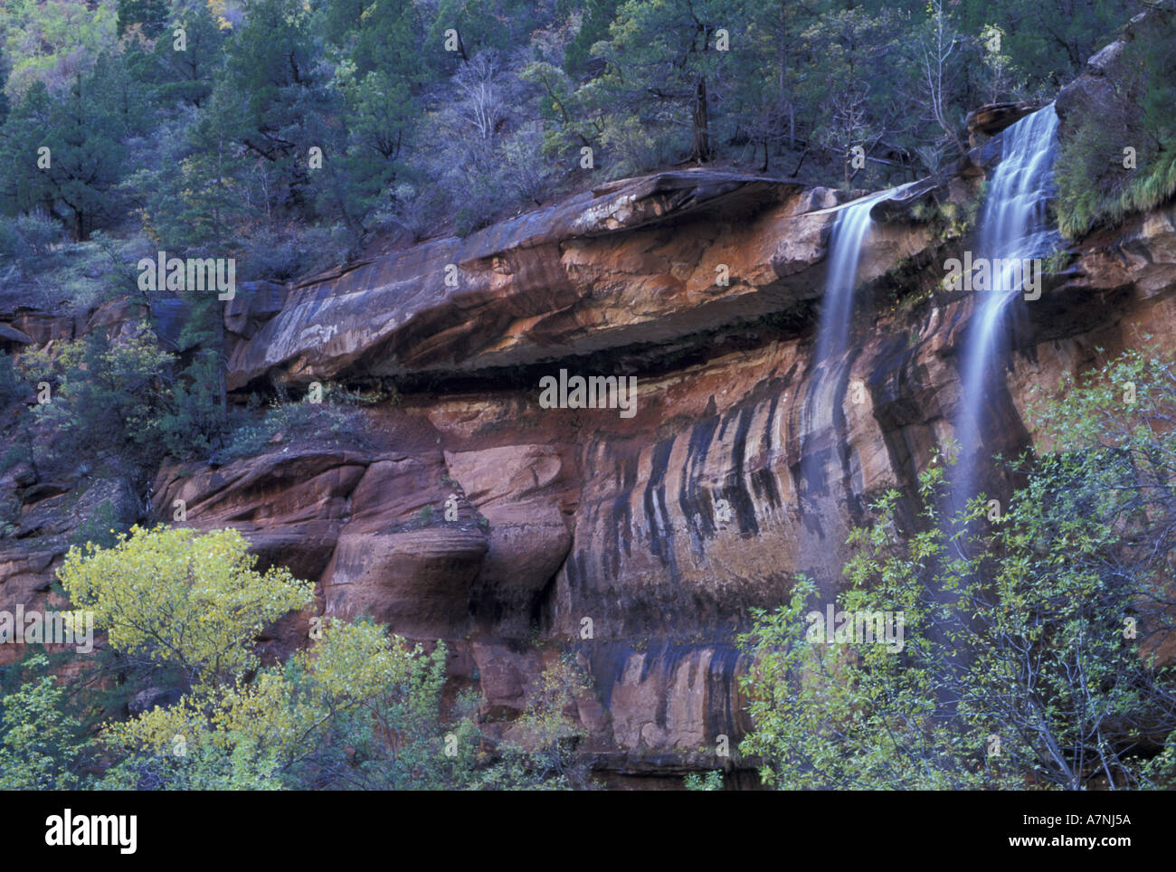 North America, USA, Utah, Zion National Park. stream at Middle Emerald Pool with fallen ...