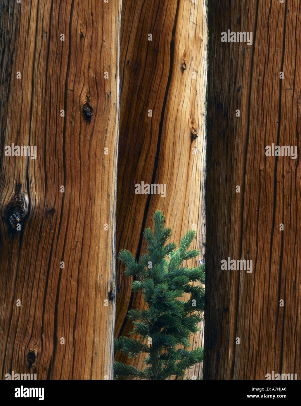 UTAH. USA. Young Engelmann spruce grows between spruce snags (Picea ...