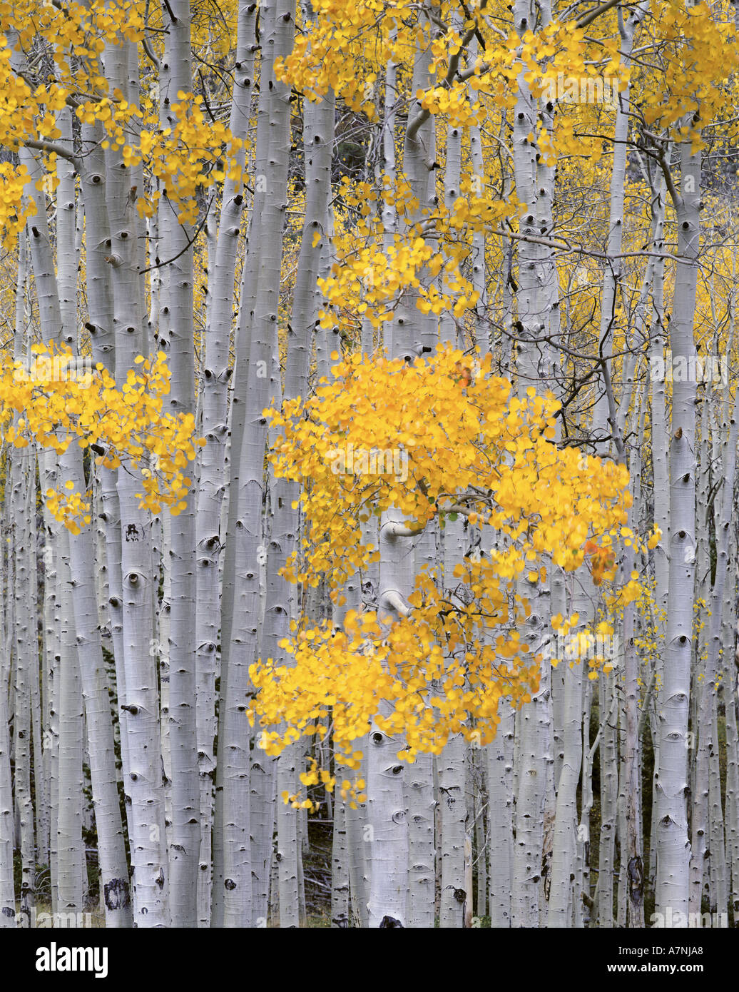 UTAH. USA. Aspen grove (Populus tremuloides) in autumn on Fish Lake ...
