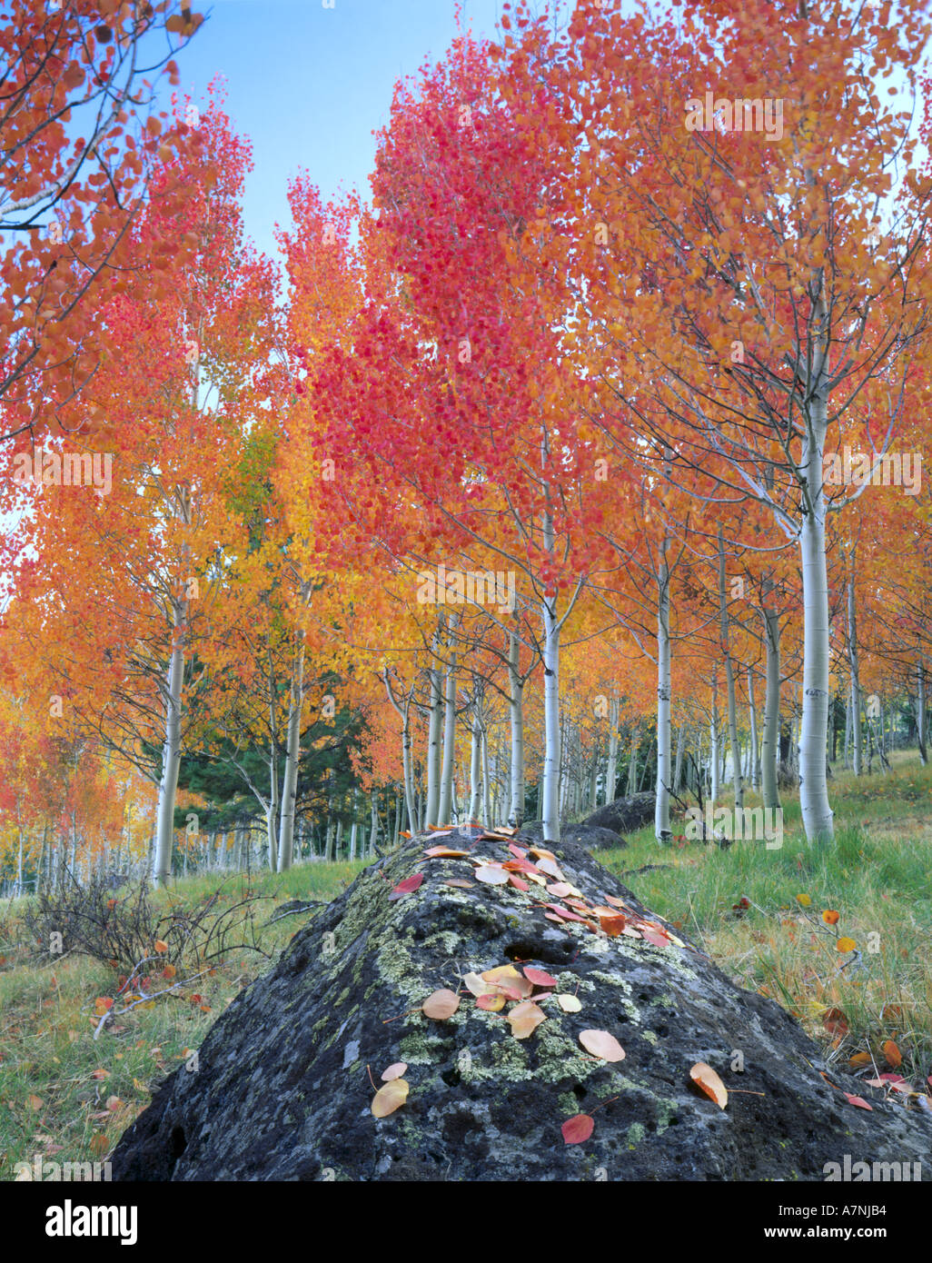 Nature populus tremuloides dense hi-res stock photography and images ...
