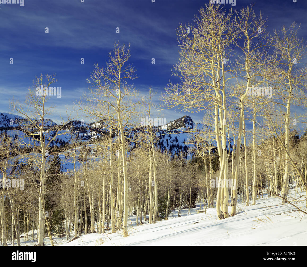 UTAH. USA. Aspen & Mount Magog in winter near Tony Grove Lake. Bear ...