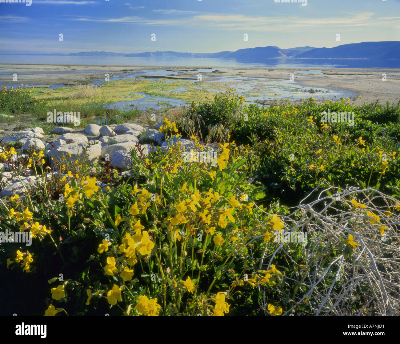 Beach tumbleweed hi-res stock photography and images - Alamy