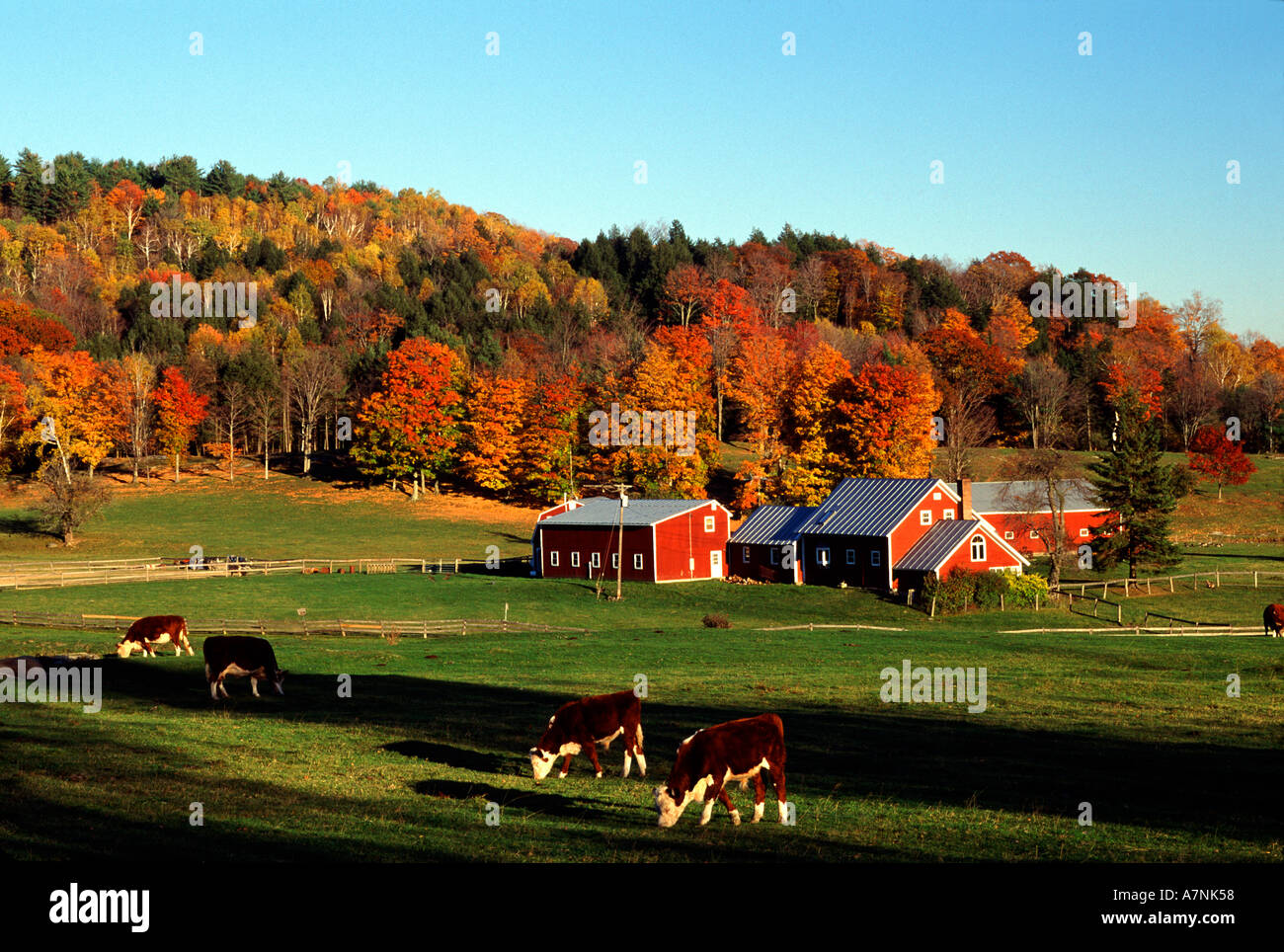 A farm in Vermont with cows and fall color. (MR Stock Photo - Alamy