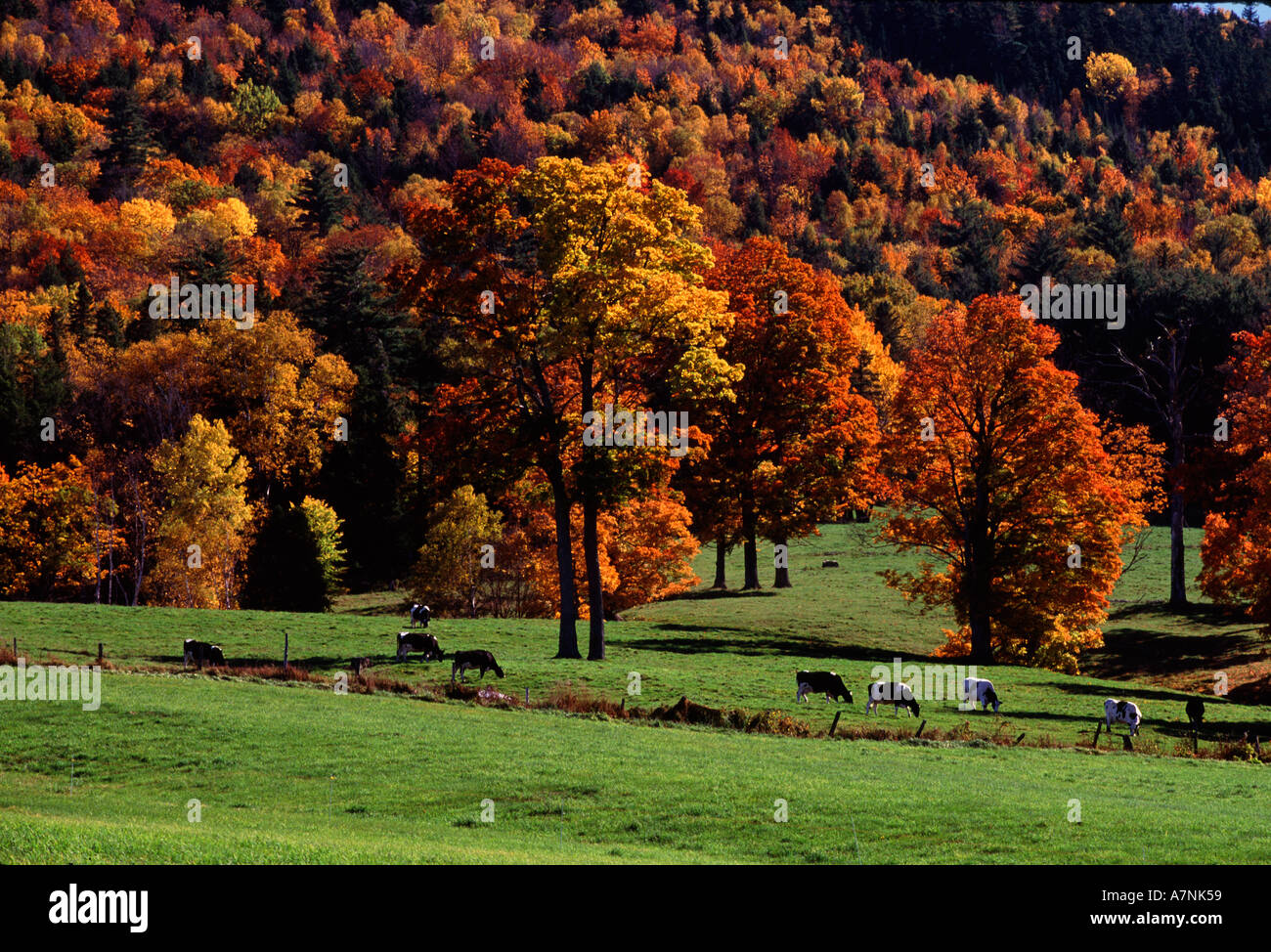 Vermont cows in field hi-res stock photography and images - Alamy
