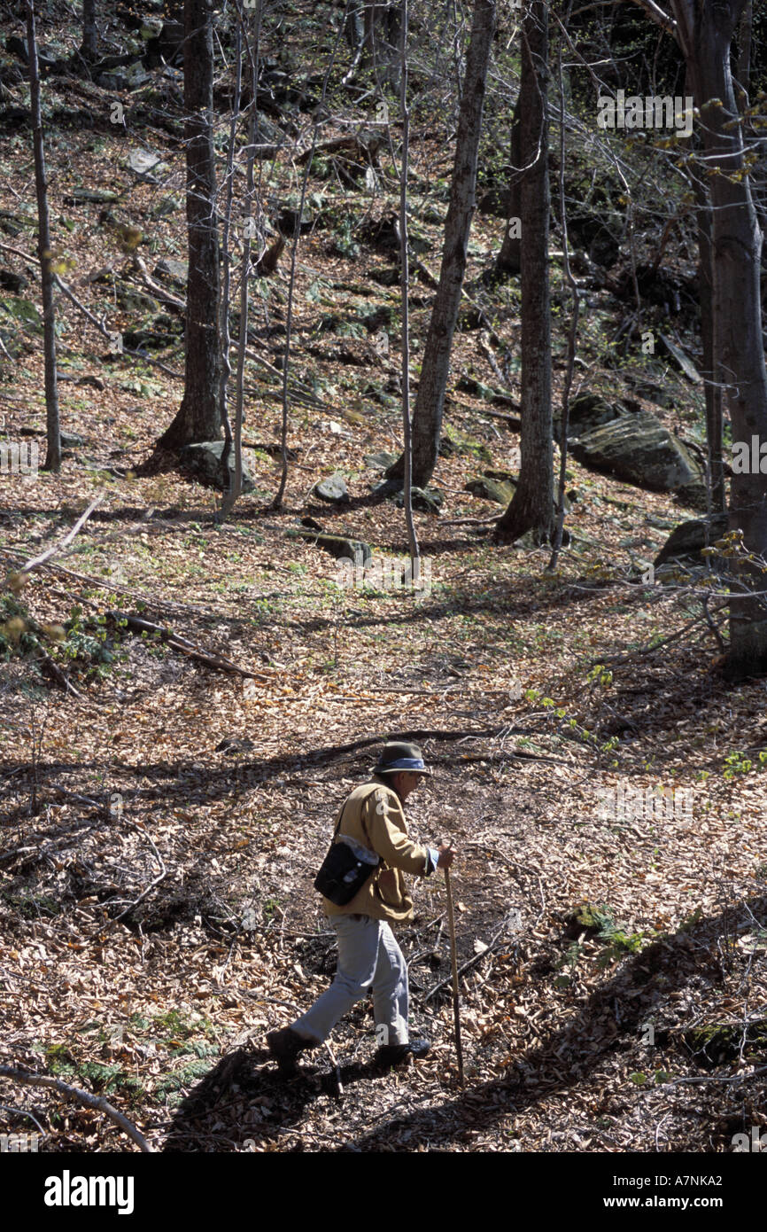 Exploring a forest in spring in the Green Mountains in southern Vermont ...