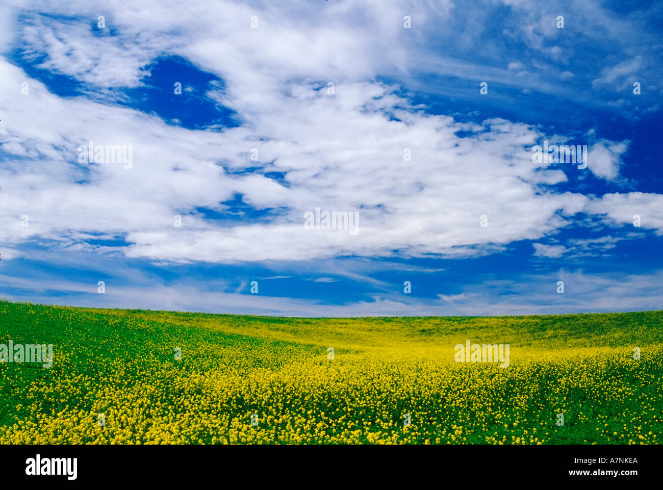Field of Canola or Mustard flowers, Palouse region of eastern ...
