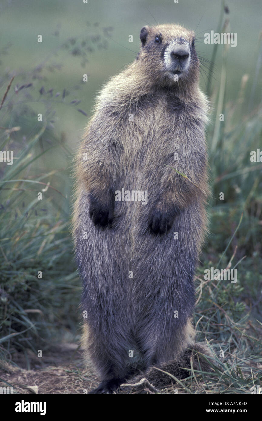 Olympic marmot habitat hi-res stock photography and images - Alamy