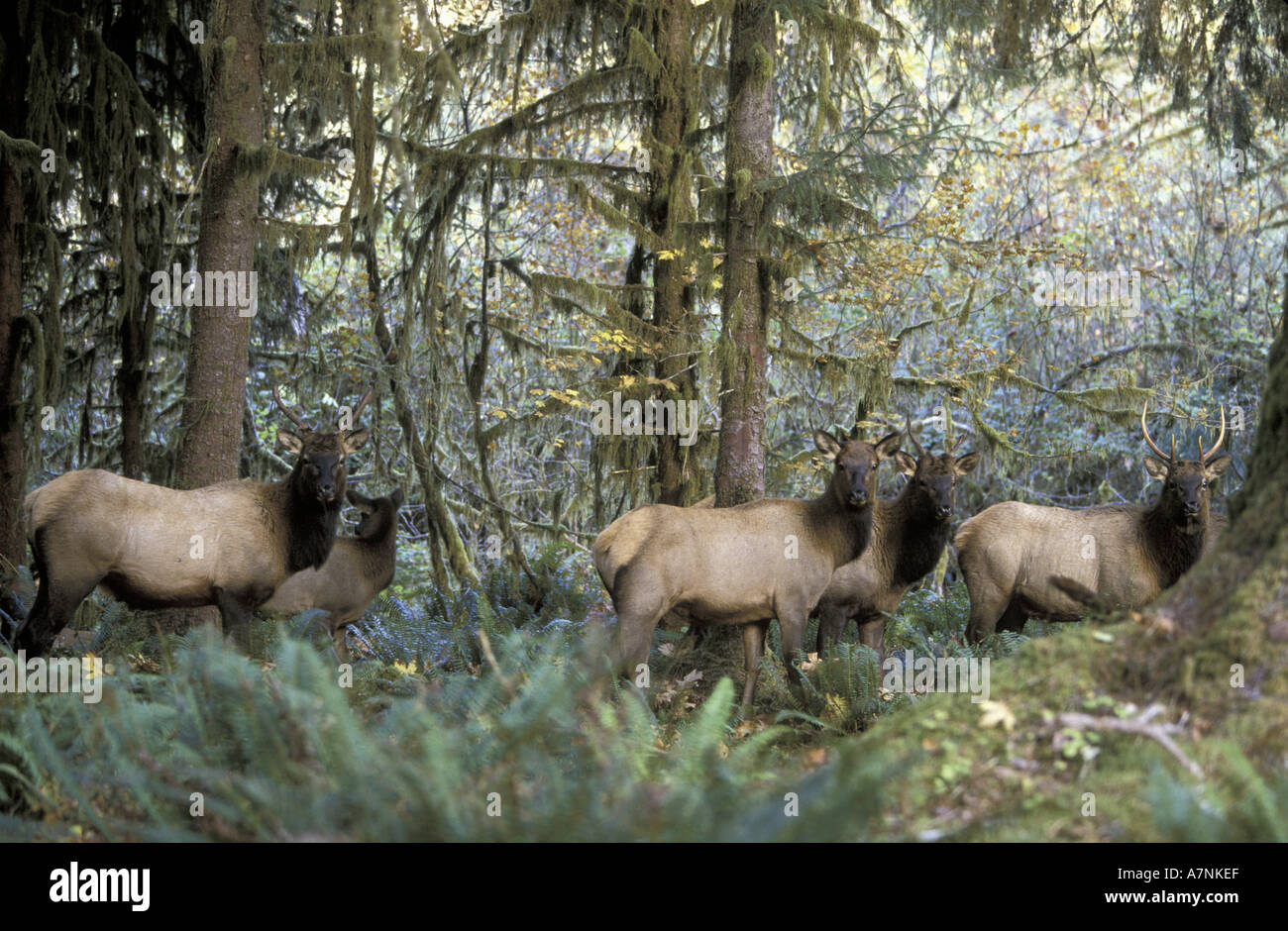 NA, USA, Washington, Olympic NP, Hoh Rainforest. Roosevelt elk (Cervus ...