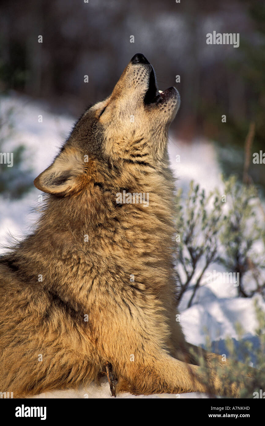 Wolf Sitting And Howling