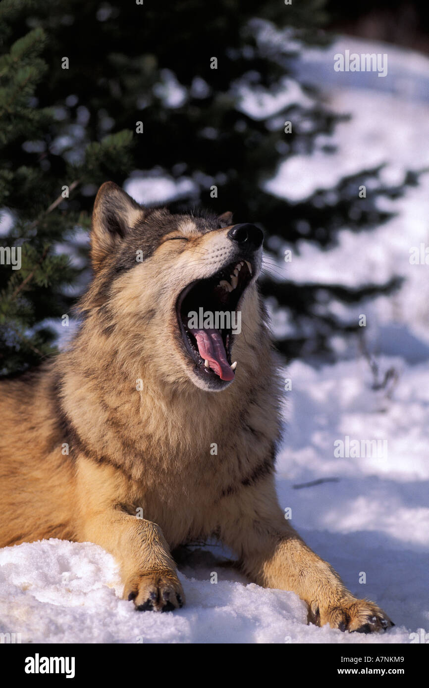 Wolf with mouth open hi-res stock photography and images - Alamy