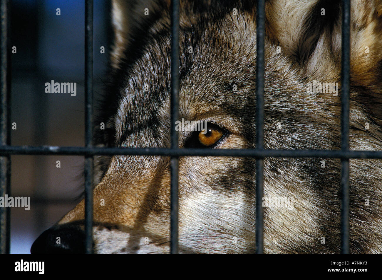 Wolf in cage hi-res stock photography and images - Alamy