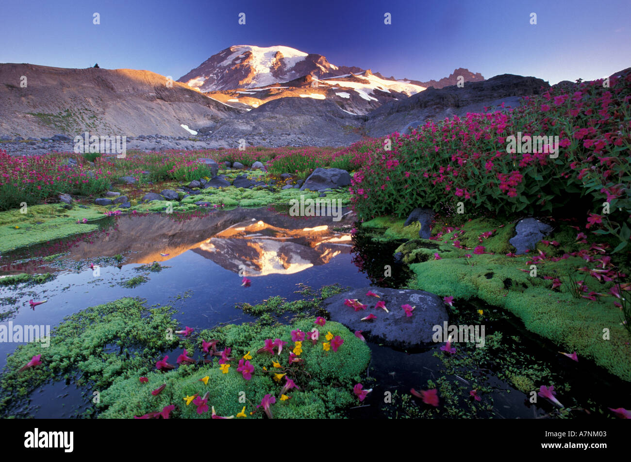 USA, Washington, Mt. Rainier NP, sunrise, alpine stream & Lewis' Monkey ...