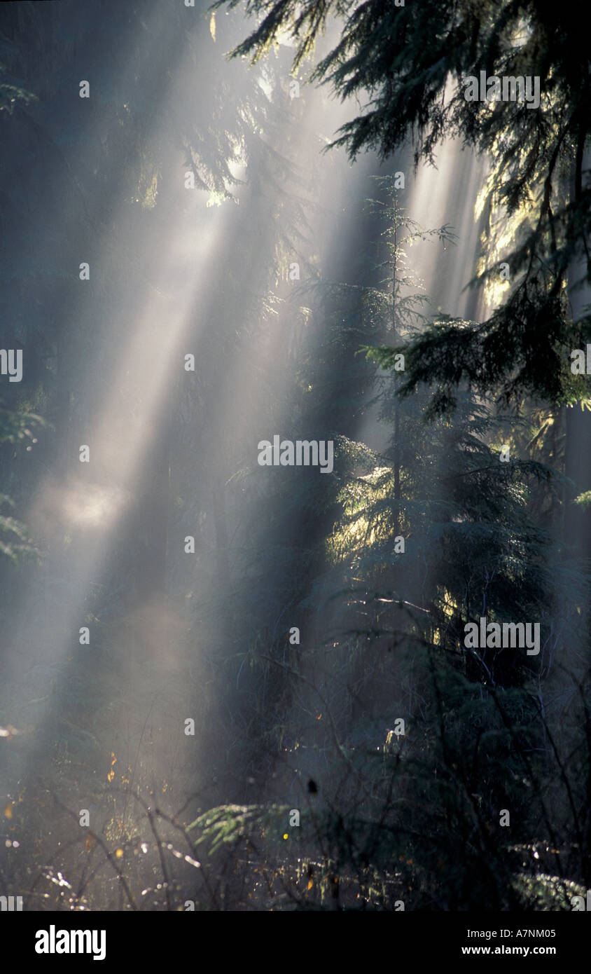 North America, USA, Washington, Olympic NP, sun rays through mist Stock ...