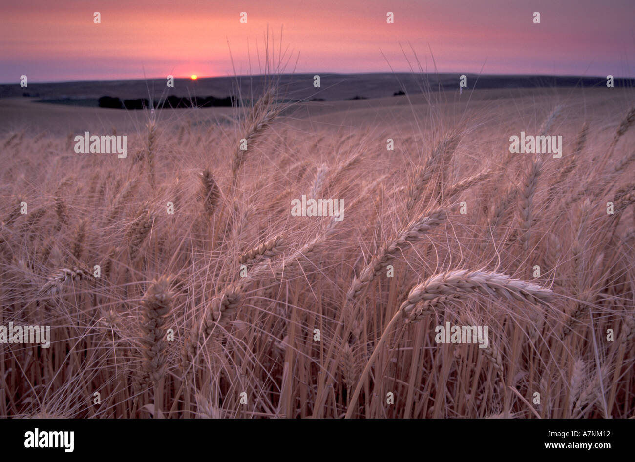 NA, USA, SE Washington, Walla Walla Valley, wheatfield Stock Photo - Alamy