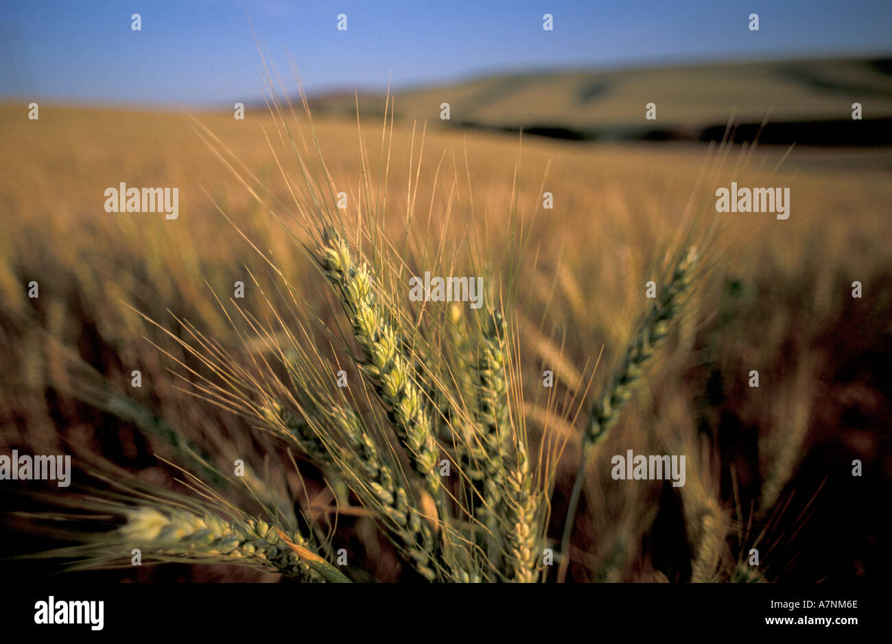 NA, USA, Washington, Walla Walla Valley wheatfield, wheat detail Stock ...