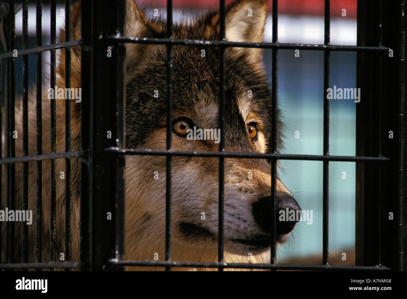 Wolf in cage hi-res stock photography and images - Alamy