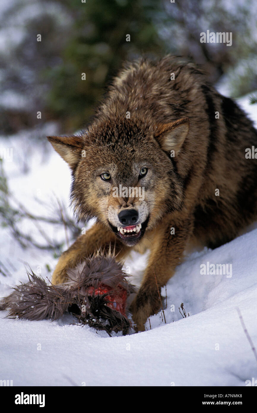 Grey wolf snarling over kill Stock Photo - Alamy