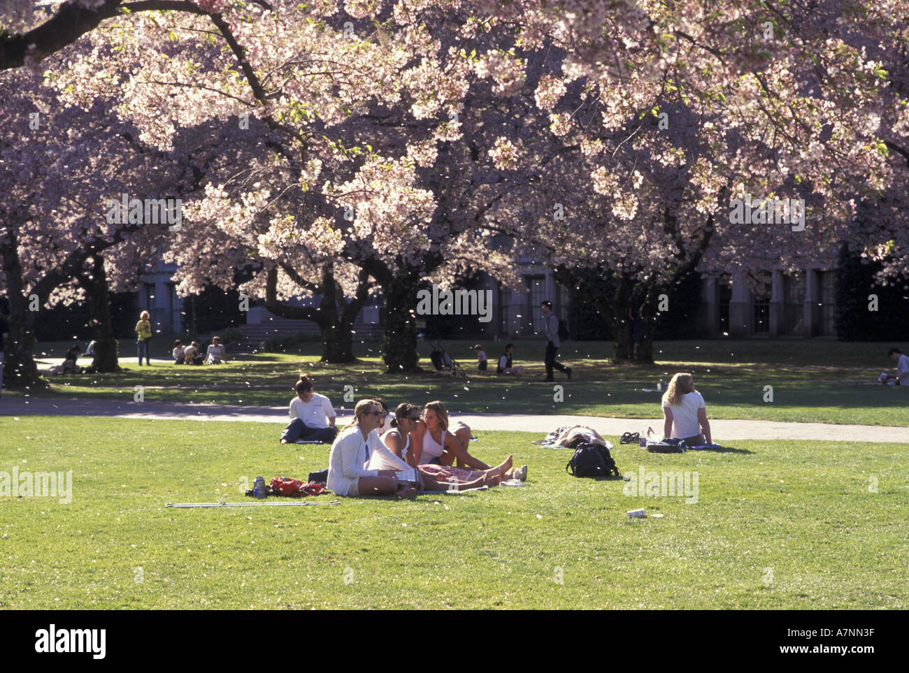 N.A., USA, Washington, Seattle, Cherry blossoms and Cherry trees in the ...