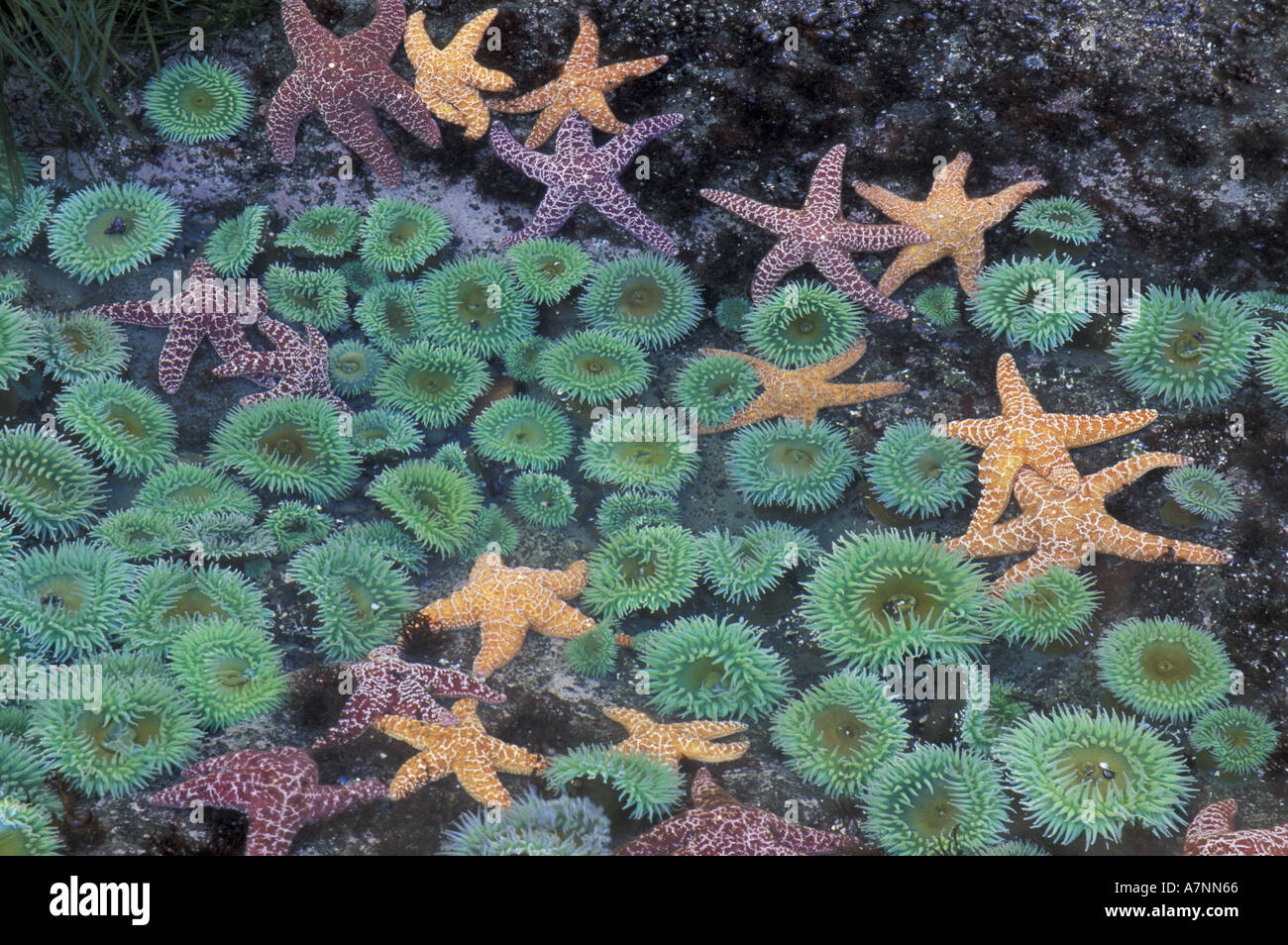 N.A., USA, Washington, Olympic National Park, Starfish and sea anemones ...