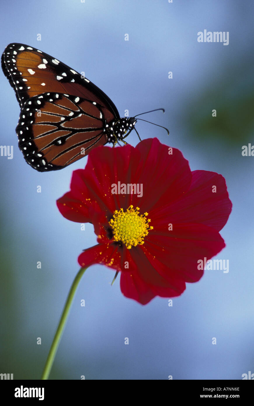 NA, USA, Seattle, Woodland Park Zoo, Captive butterfly on cosmos Stock ...