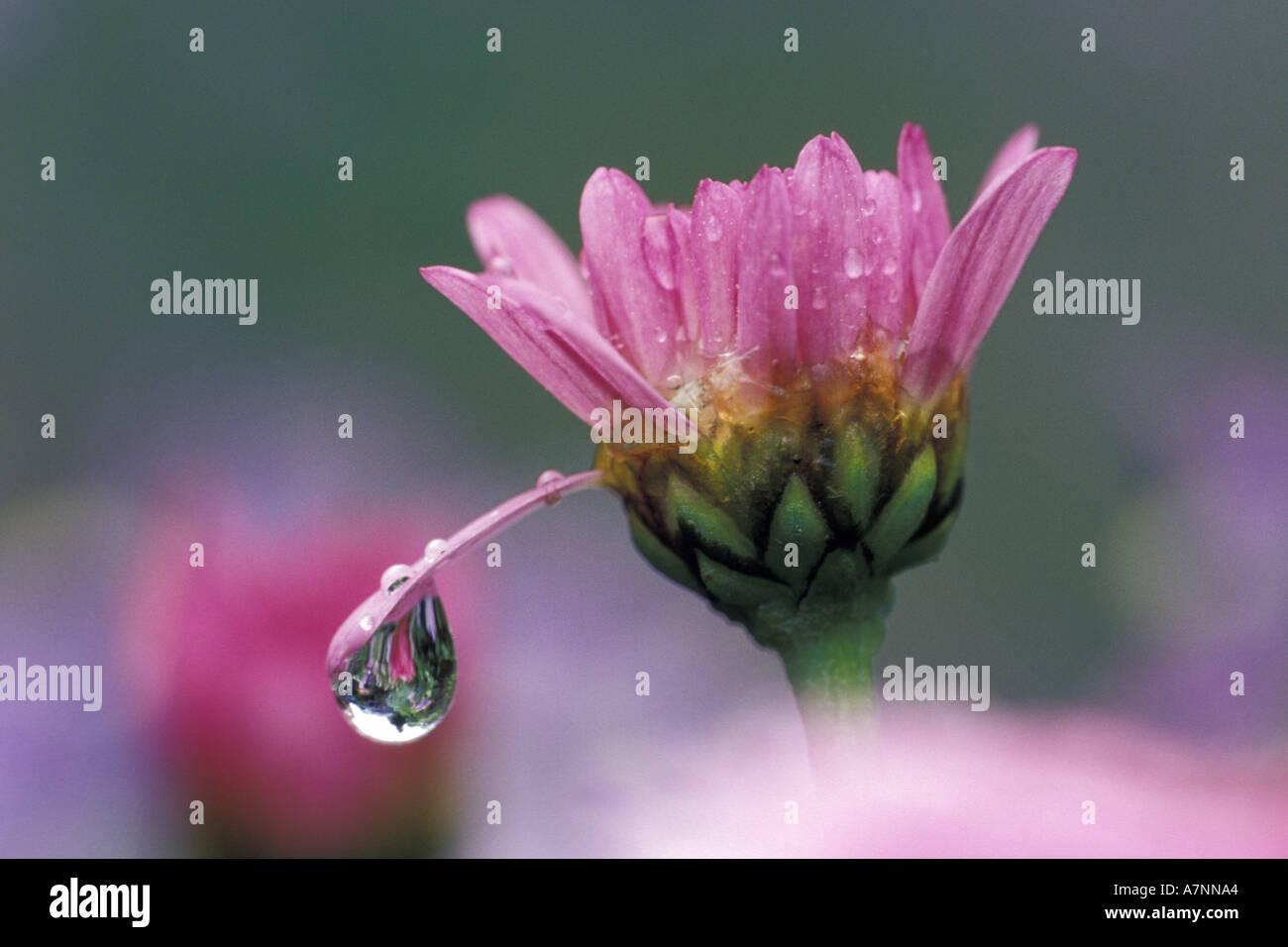 NA, USA, Washington, Sammamish, Dew drop on daisy petal Stock Photo - Alamy