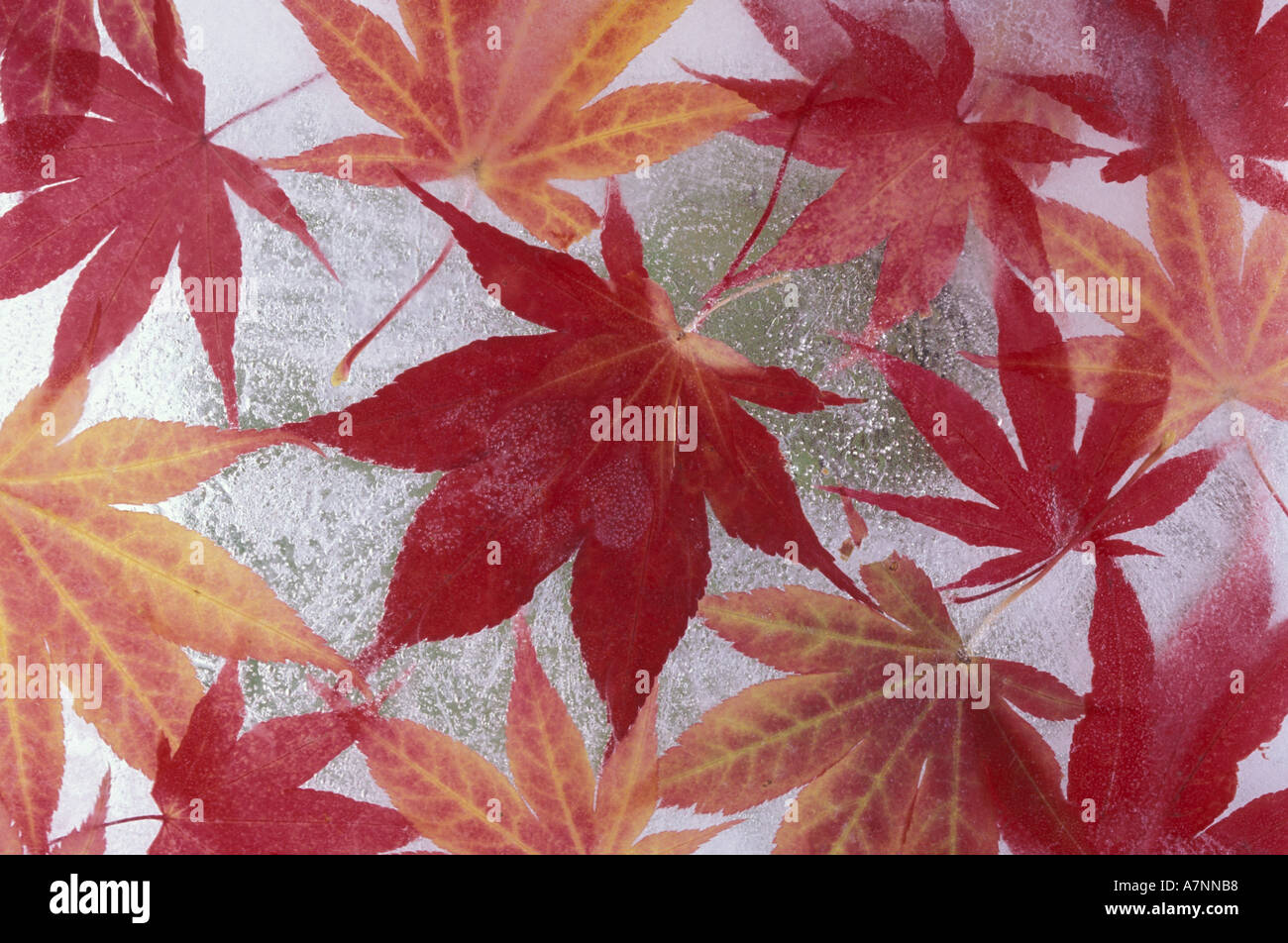 NA, USA, Washington, Sammamish. Japanese maple leaves, fall, frozen in ...