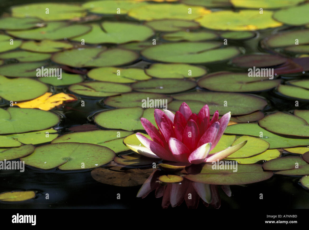 NA, USA, Washington, Seattle, Woodland Park Rose Garden, Water lily ...