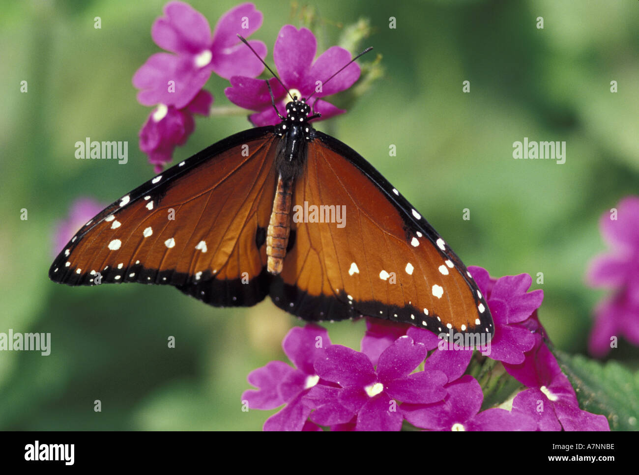 NA, USA, Washington, Seattle, Woodland Park Zoo, Queen butterfly on ...