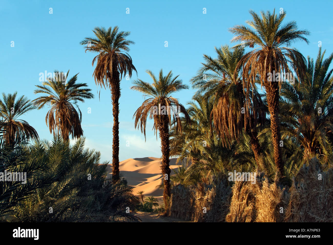 Wadi Al Hayat High Resolution Stock Photography and Images - Alamy