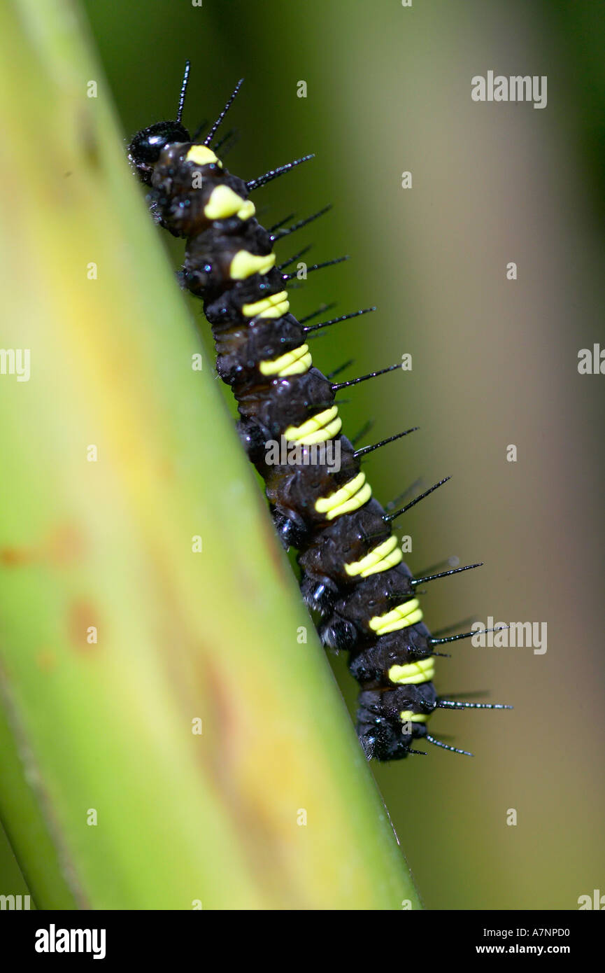 Butterflies butterfly cafe hi-res stock photography and images - Alamy