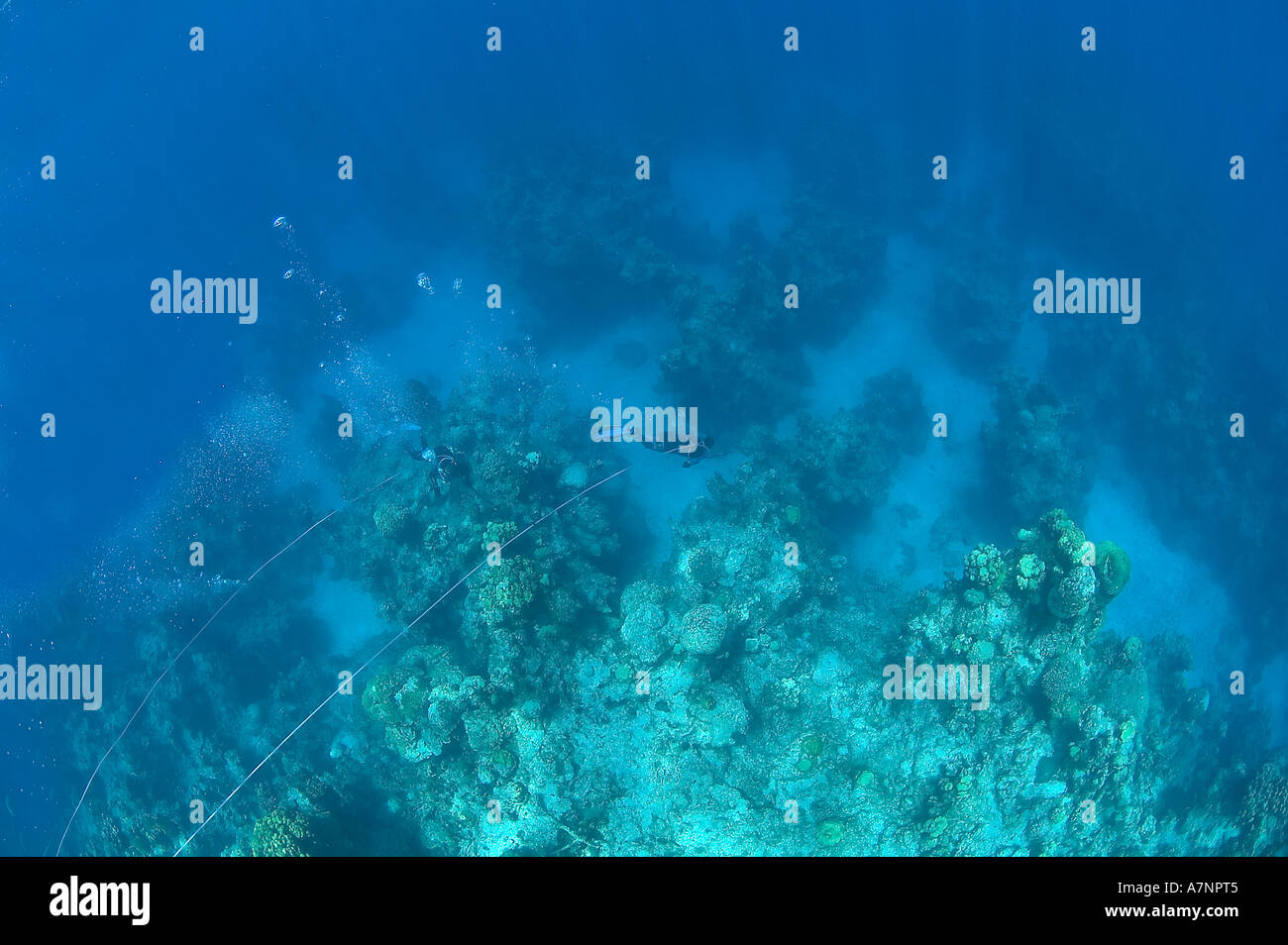 Unhealthy Coral Reef High Resolution Stock Photography and Images - Alamy