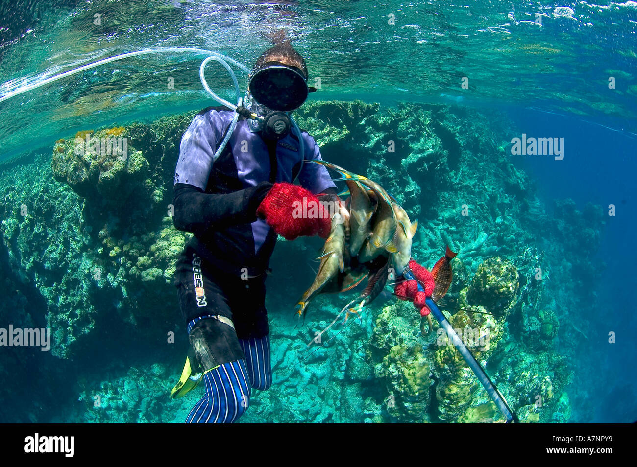 Dominican fishermen fishing within the boundaries of the Silver Banks ...