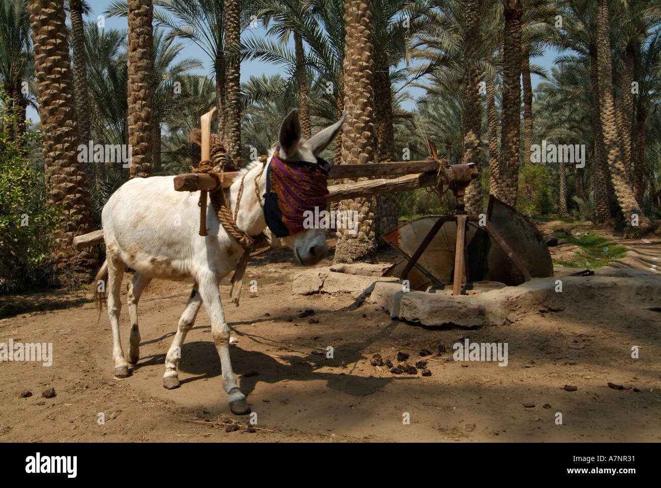 Donkey well hi-res stock photography and images - Alamy