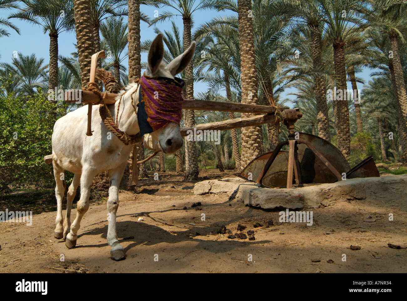 Donkey powered well irrigating the palm groves, near Saqqara, Egypt ...