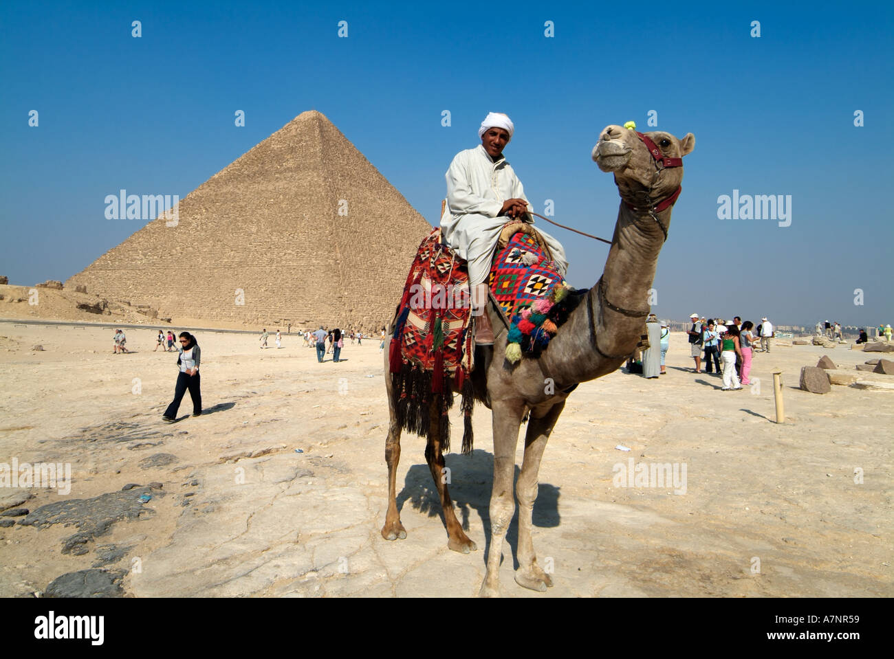 Camel at the Great Pyramid of Khufu (Cheops), Giza, Cairo, Egypt Stock ...
