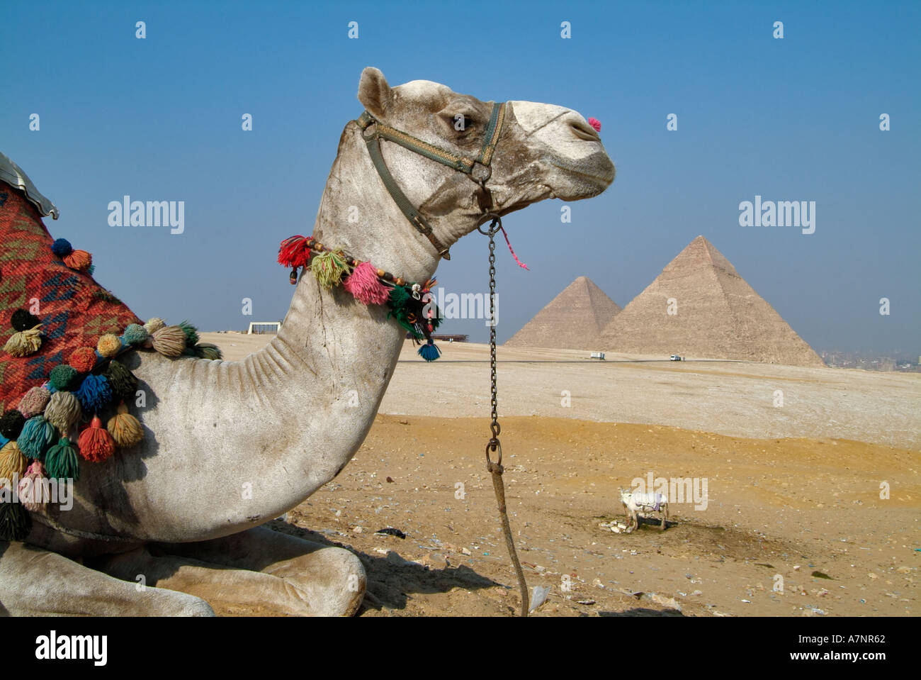 Camel and the Giza Pyramids, Cairo, Egypt Stock Photo - Alamy