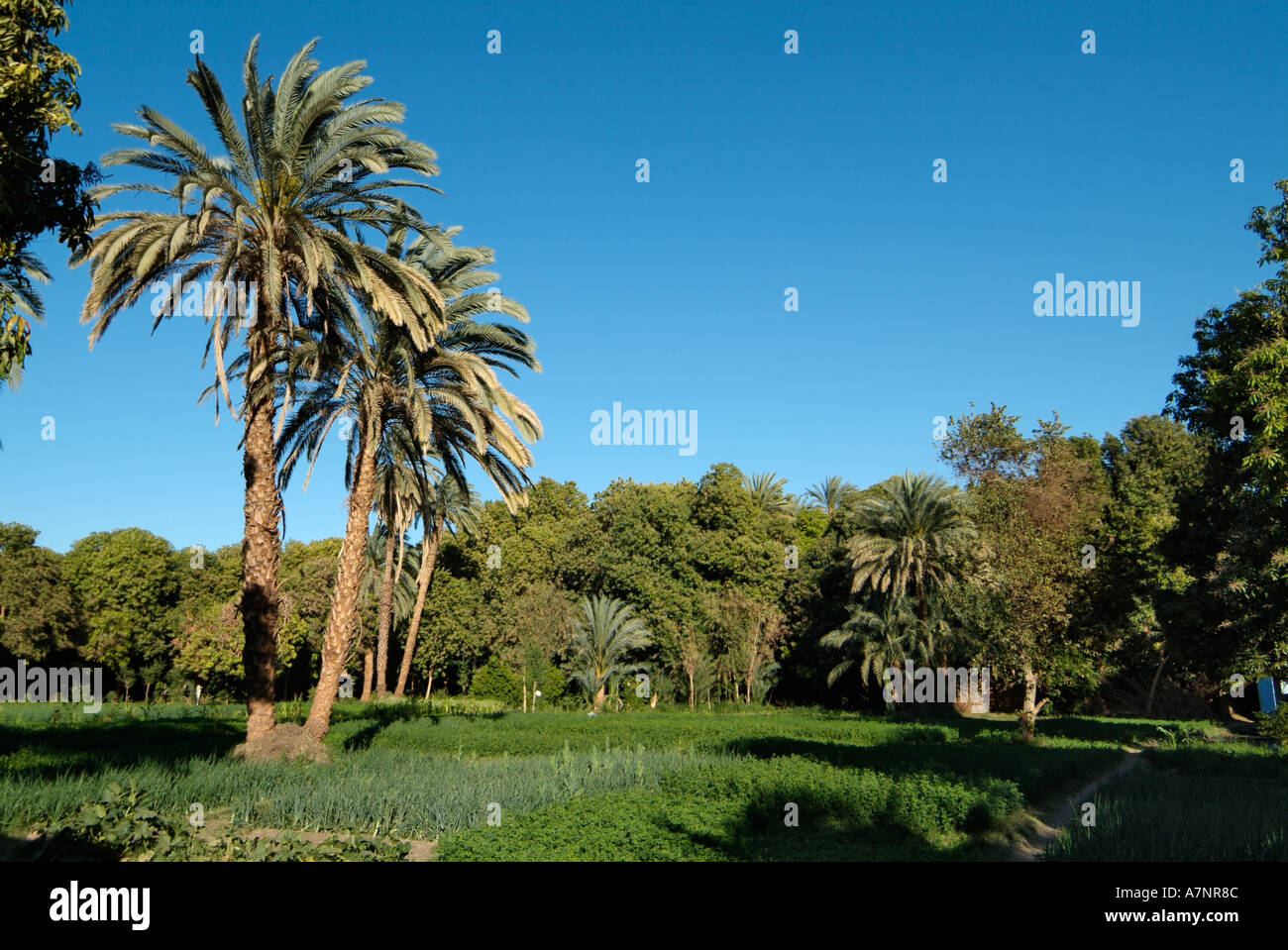 Fertile nile river valley hi-res stock photography and images - Alamy
