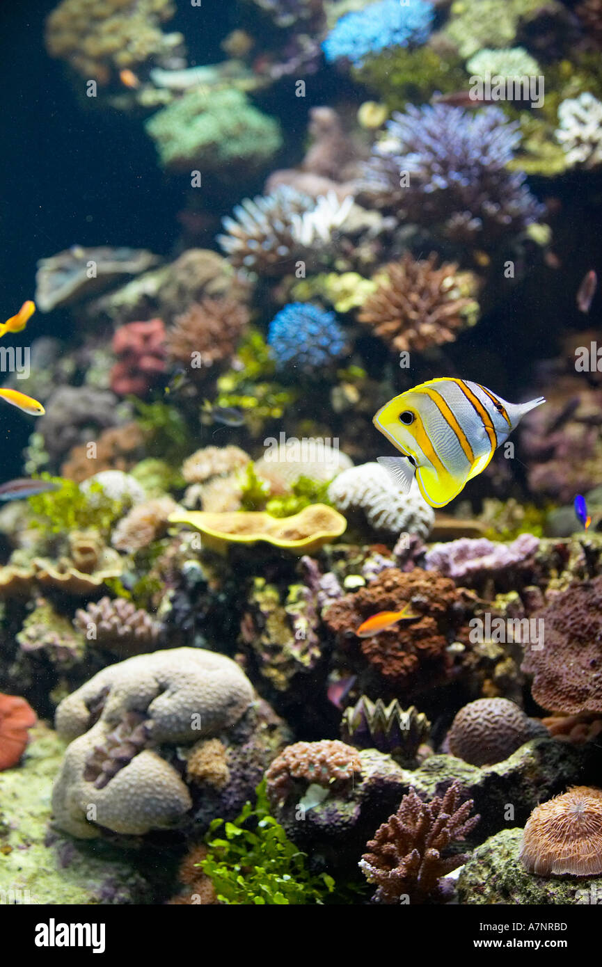 Townsville aquarium reef tank Tropical North Queensland Australia Stock ...