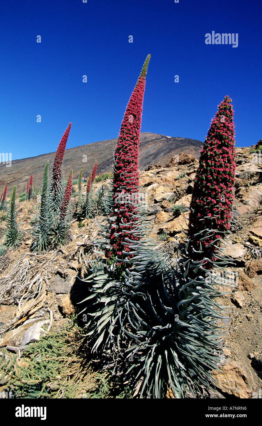 Teide national park flowers hi-res stock photography and images - Alamy