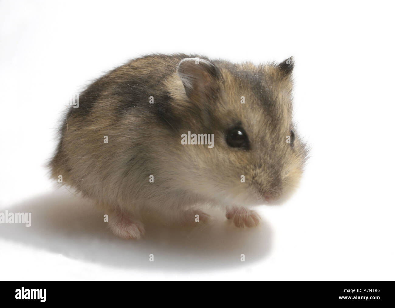 striped hairy-footed hamster, Dzungarian hamster (Phodopus sungorus ...