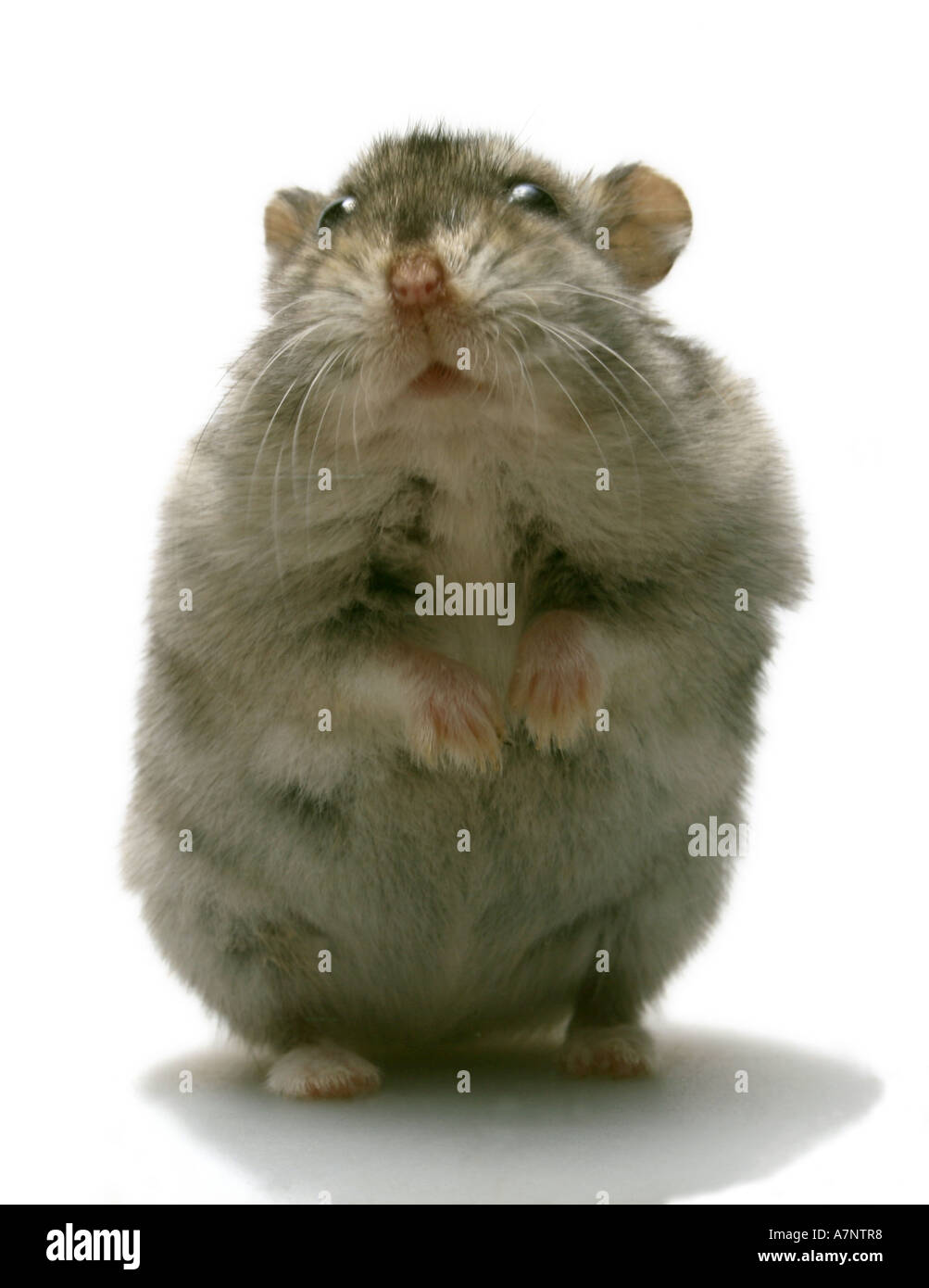 Grovelling hi-res stock photography and images - Alamy