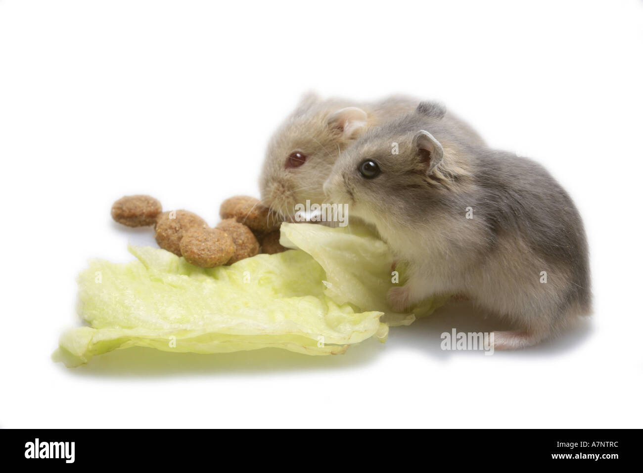 striped hairy-footed hamster, Dzungarian hamster (Phodopus sungorus ...