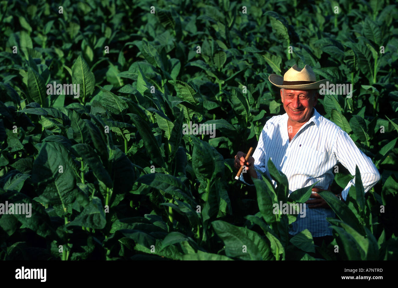 Dominican Republic, Cibao valley, Jean Clemente, French cigar producer ...