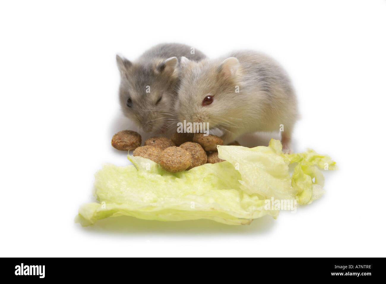 striped hairy-footed hamster, Dzungarian hamster (Phodopus sungorus ...
