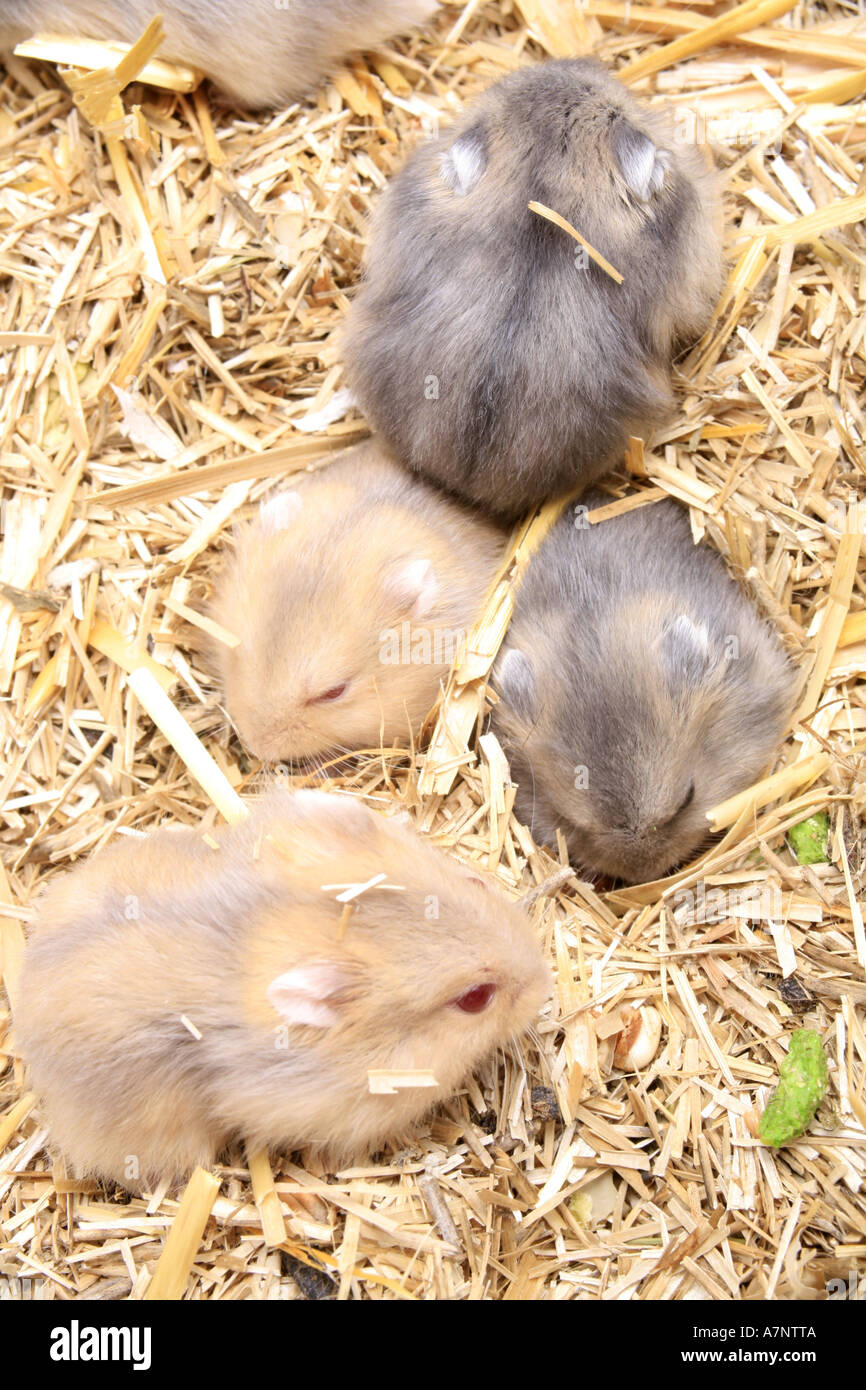 striped hairy-footed hamster, Dzungarian hamster (Phodopus sungorus ...
