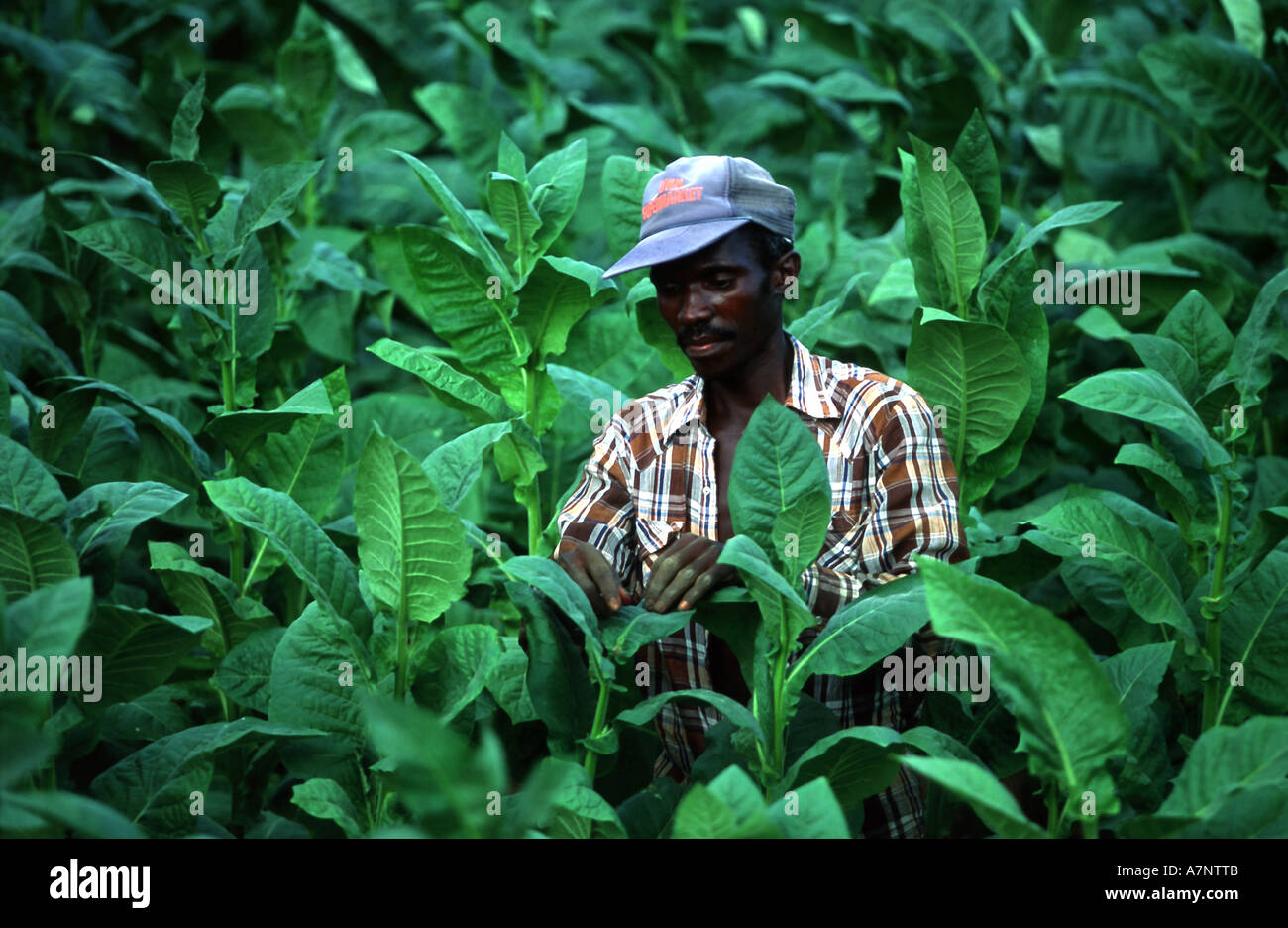 Cibao Valley Dominican High Resolution Stock Photography and Images - Alamy