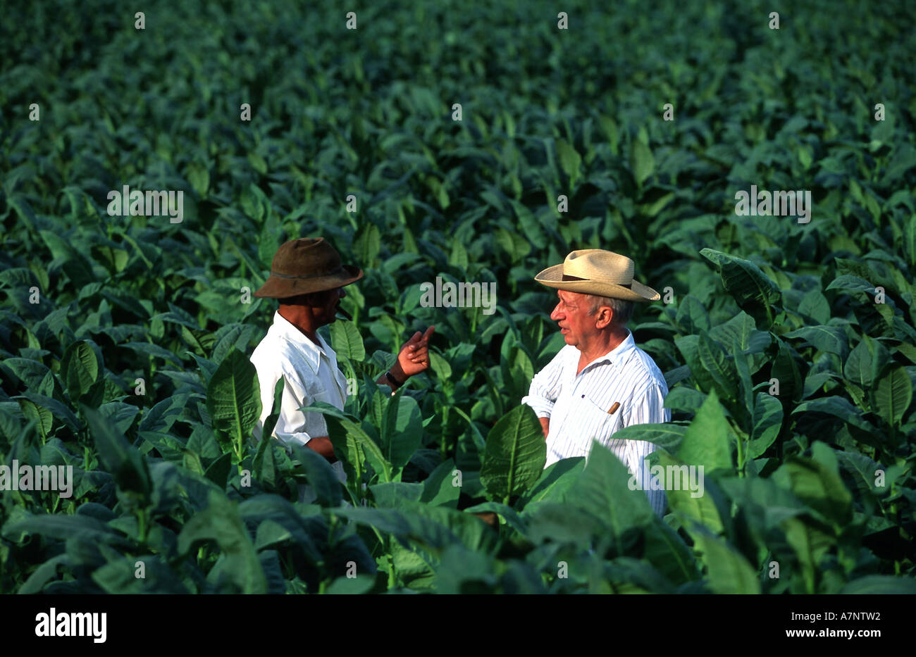 Dominican Republic, Cibao valley, Jean Clemente, French cigar producer ...