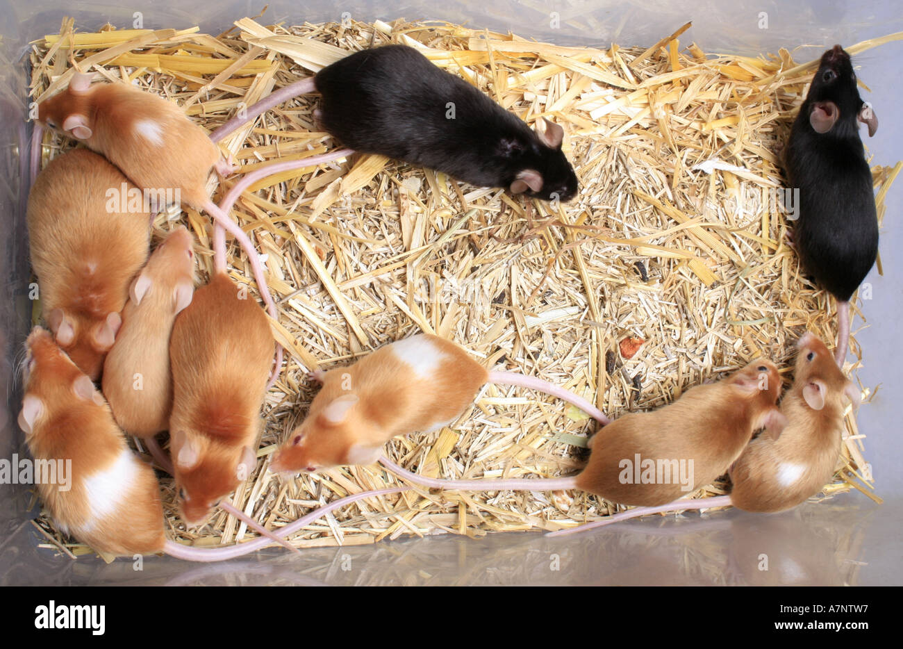 house mouse (Mus musculus), coloured mouses on straw Stock Photo - Alamy