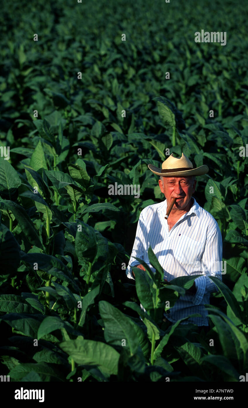 Dominican Republic, Cibao valley, Jean Clemente, French cigar producer ...